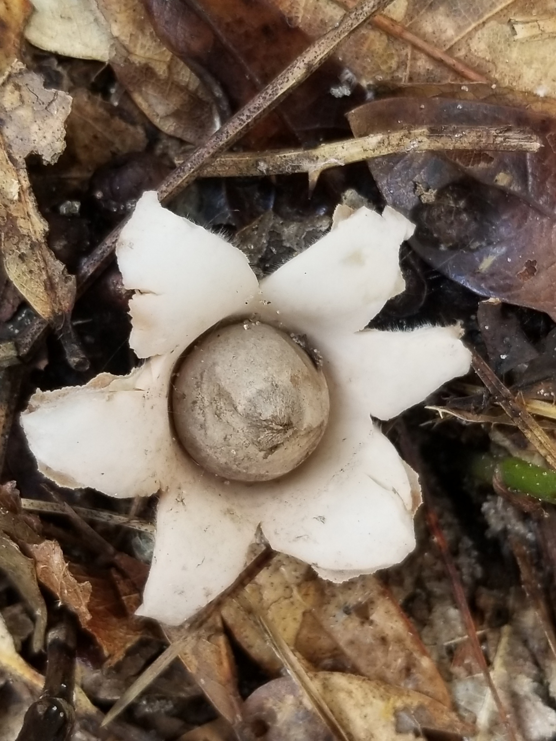 Feeding your wild soul while contributing to science – Biodiversity ...