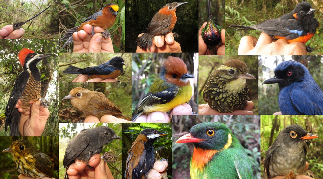 Field Stories from the Andes of Peru – Biodiversity Institute