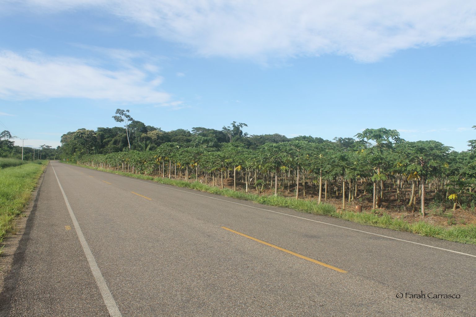 Interoceanic Highway: Story of Development and Biodiversity Cost ...