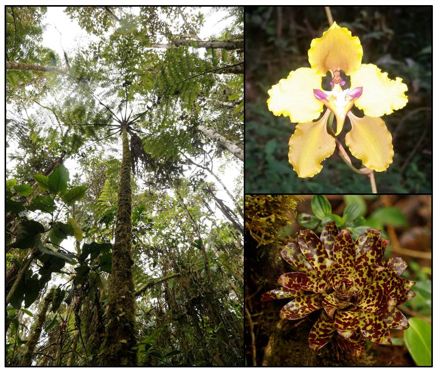 Field Stories from the Andes of Peru – Biodiversity Institute