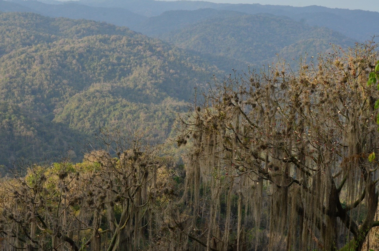 Tropical Dry Forest out of the shadow; let’s shine a light ...