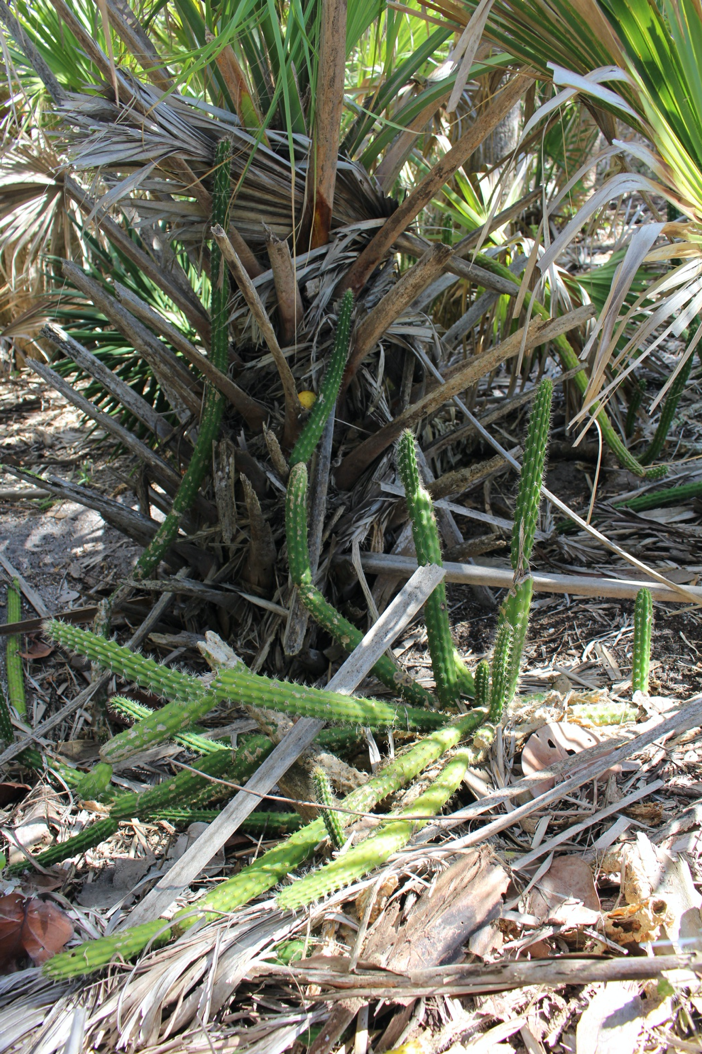 Of cactuses and bromeliads – Biodiversity Institute