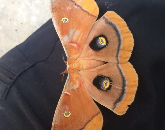 Lepidoptera in Florida – Biodiversity Institute