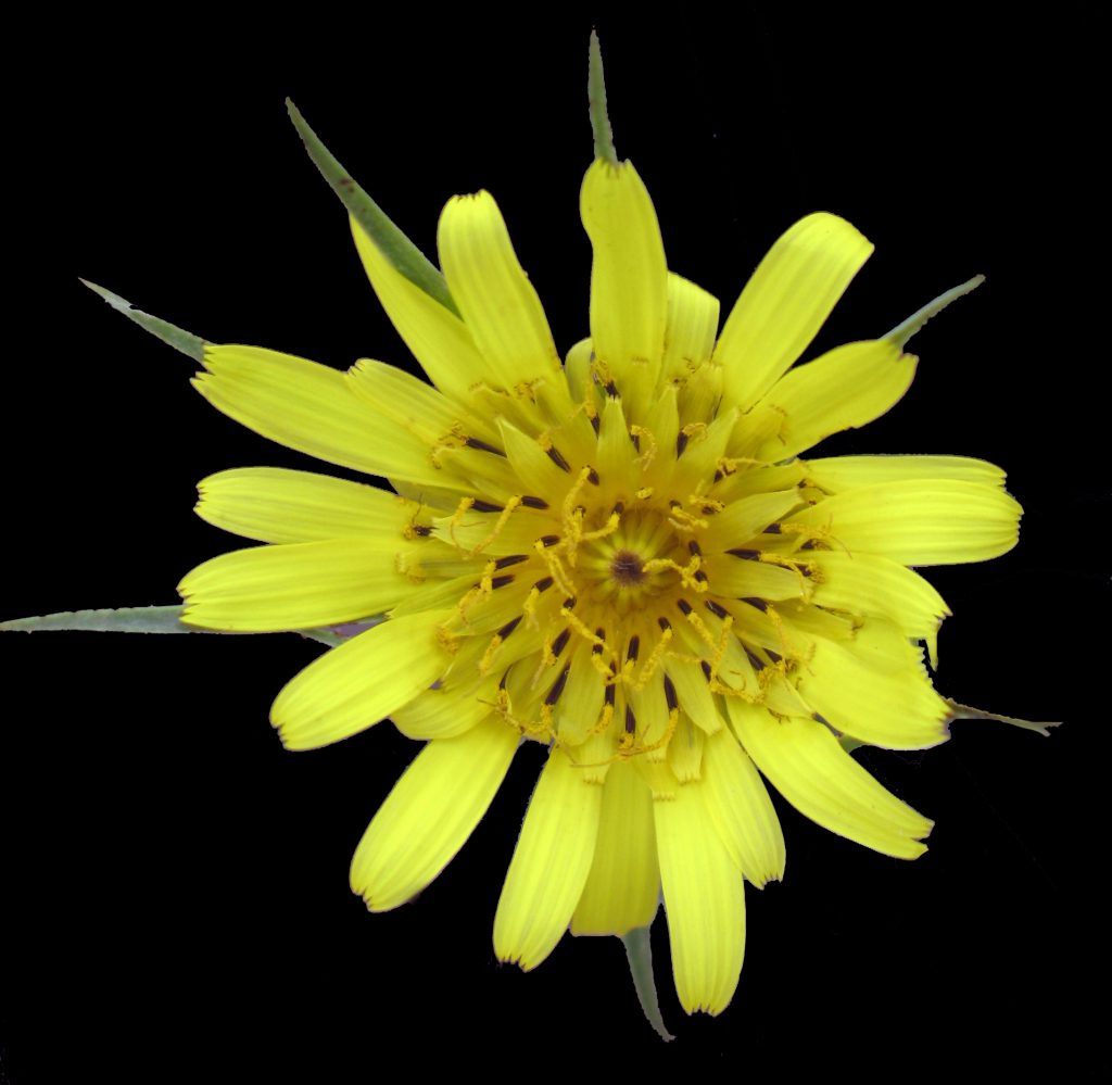 Polyploidy and Plant Diversity – Biodiversity Institute