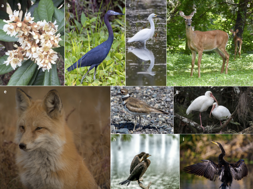 Diversity in the Dark – Biodiversity Institute