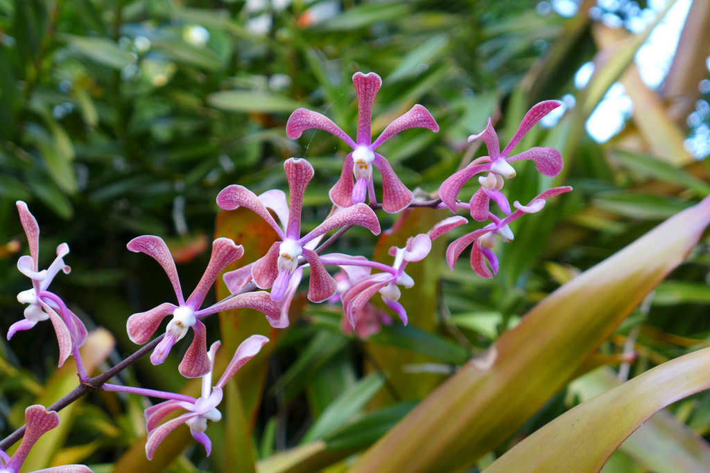 On the Number of Species – Biodiversity Institute