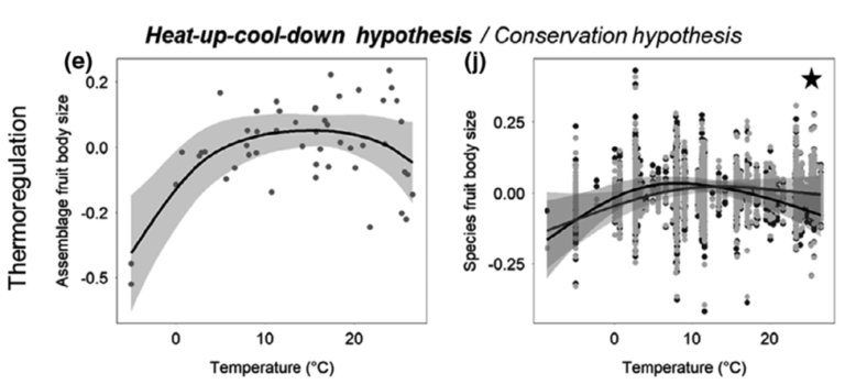 Mushroom sizes are environmentally driven across the planet ...