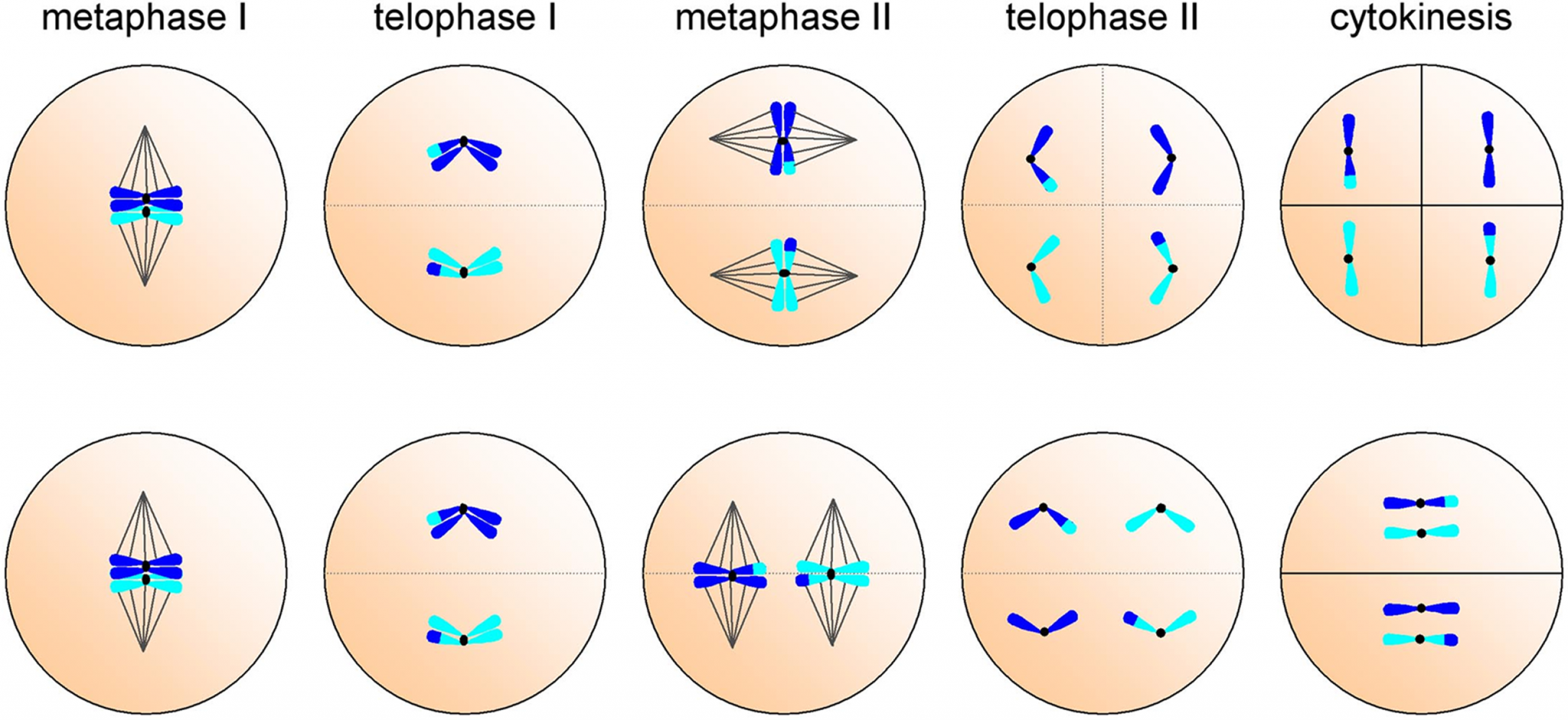 Polyploidy and Plant Diversity – Biodiversity Institute