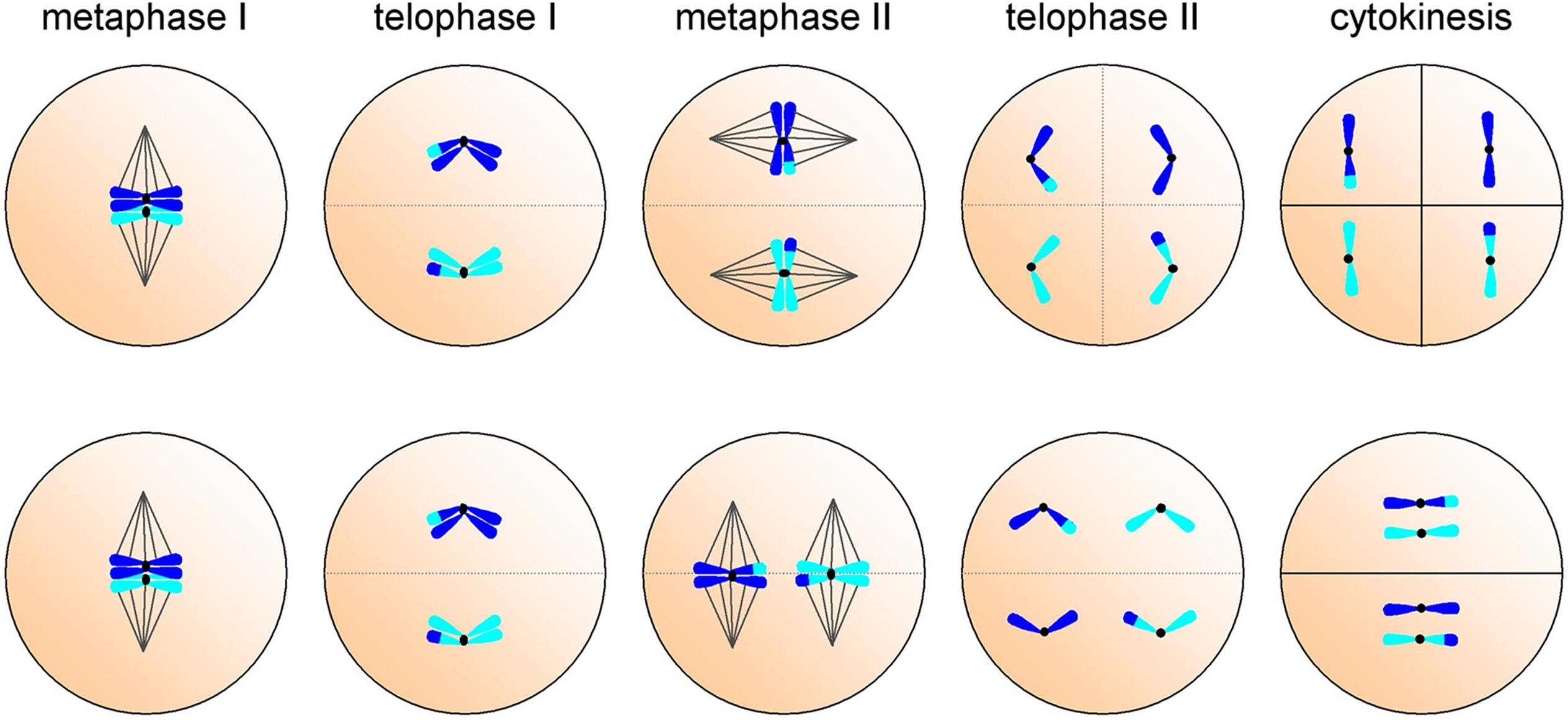 Polyploidy and Plant Diversity – Biodiversity Institute