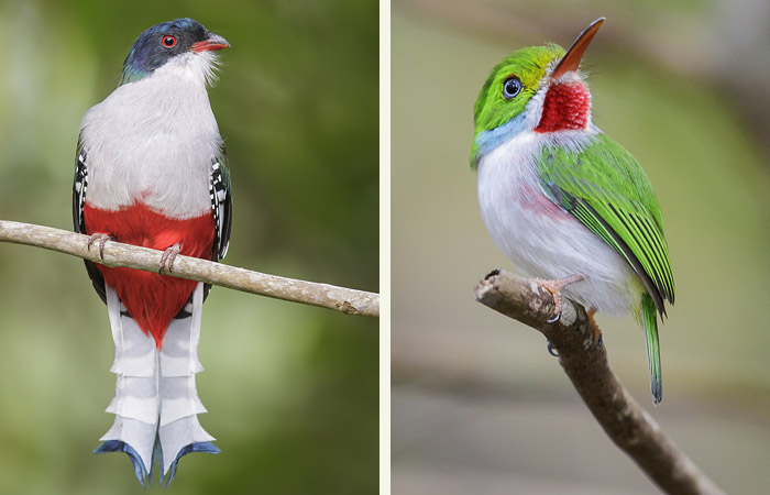 Biodiversity in Cuba – Biodiversity Institute